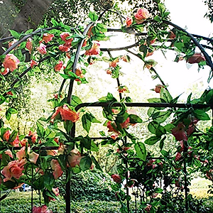 OUTOUR French Style Birdcage Shape Heavy Duty Gazebo,9'Highx 6‘6"Wide,Pergola Pavilion Arch Arbor Arbour Plants Stand Rack for Wedding Outdoor Garden Lawn Backyard Patio,Climbing Vines,Roses,Dark Rust