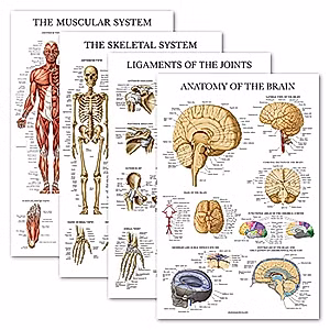 Palace Learning 4 Pack - Anatomical Poster Set - Laminated - Muscular, Skeletal, Ligaments of the Joints, Brain - Anatomy Chart Set (LAMINATED, 18” x 24”)