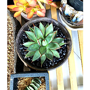 Black River Rocks, 2lb 6-9mm Natural Polished Pebbles, Small Decorative Indoor Plant terrarium Gravel, Succulents Cactus Bonsai Landscape Stone for Fish Tank, Vase Fillers, Home Decor and Fairy Garden