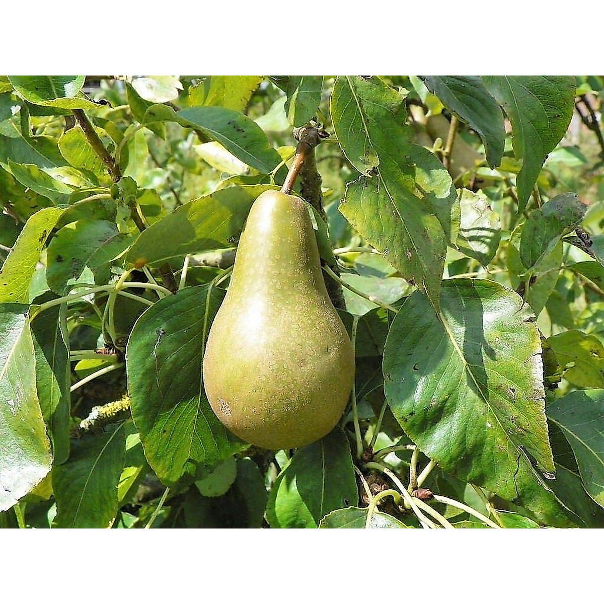 European Pear Tree Pyrus Communis Fruit Seeds - White Flowers / Green Fruit rasa1ca (25 Seeds)