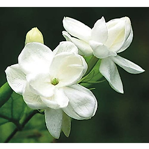 50pcs Jasmine Seeds for Planting, Non-GMO Heirloom, 90% Germination Rate, Perennial Garden Bonsai Plant, No Experience Required, Easy to Grow