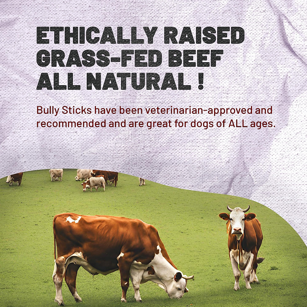 MaxiChew Odor-Free Bully Sticks(6 Inch, Pack of 10), Non-GMO, Fully Digestaible 100% Beef Pizzle Chews, Grain_Free, Grass-Fed, Best Dental Treat, Natural Long-Lasting, Premium Chews for Dogs