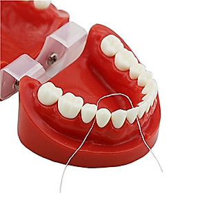Dental Typodont Standard Teeth Model for Teaching Practice Demonstration Flossing Model for Adult