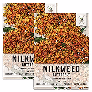 Seed Needs, Butterfly Milkweed Seeds for Planting (Asclepias tuberosa) Heirloom, Open Pollinated & Untreated, Attracts Monarch Monarchs (2 Packs)