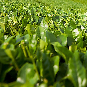 innisfree Green Tea Seed Intensive Hydrating Toner Face Treatment , 6.76 Fl Oz (pack of 1)