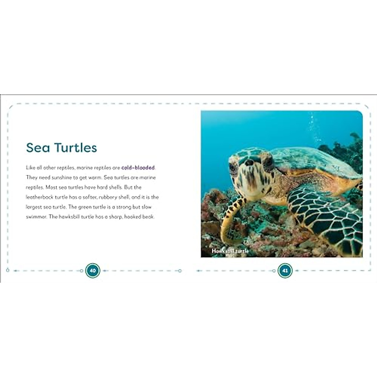 My First Book of Ocean Animals: All About Marine Wildlife for Kids