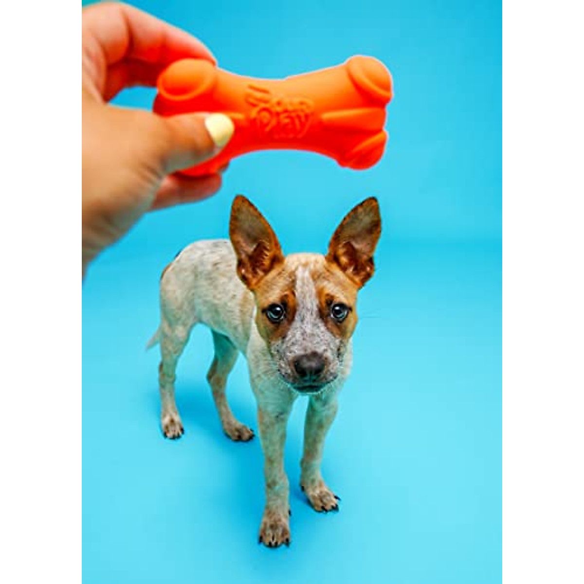 Hartz Dura Play Bacon Scented Bone Dog Toy - Small ( Colors may vary )
