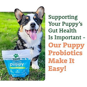Doggie Dailies Puppy Probiotic | Probiotics for Puppies with Digestive Enzymes, Promotes Digestive Health, Supports Immune System & Overall Development | 120 Soft Chews
