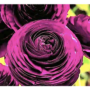 Purple Aviv Peony Ranunculus -12 Largest Size Corms Bulbs