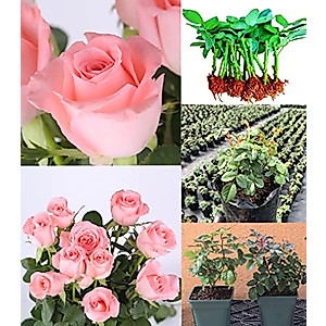 Rose "Pink Rose" Seedlings, Pink Rose Bush,Rose Hedging,Living Tinged Rose Plant,Perennial Plant Root,Home Garden Yard Decor Blooms This Year,Easy Planting