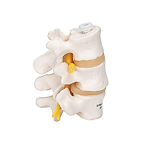 3B Scientific A76/8 3 Lumbar Vertebrae flexibly mounted - 3B Smart Anatomy