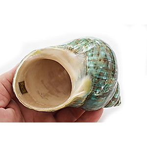 FSG - XX-Large Polished Jade Turbo (4-4 1/2") 2" Opening Beach Crafts Nautical Decor Large Hermit Crabs - Florida Shells and Gifts