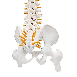 Ultrassist Miniature Human Spine Model, 15.5" Mini Flexible Bendable Spinal Cord with Herniated Disk, Nerves, Arteries, Pelvis and Femur Stumps, for Medical Students and Chiropractors, Includes Stand