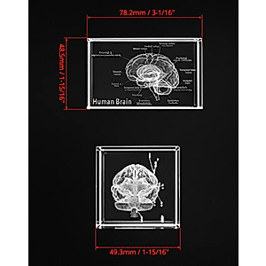 QWORK 3D Human Brain Anatomical Model, Laser Etching Crystal Glass Cube Science Gift Paperweight (LED Base not Included), 3.1(L) x2(W) x2(H) inches