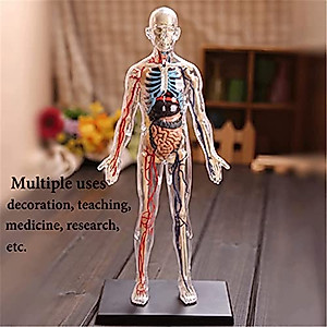 LIOONS Human Anatomy Model Human Body Model Human Organ Model Detachable Human Internal Organs Anatomy Model Biology Teaching Color Teaching Model Realistic