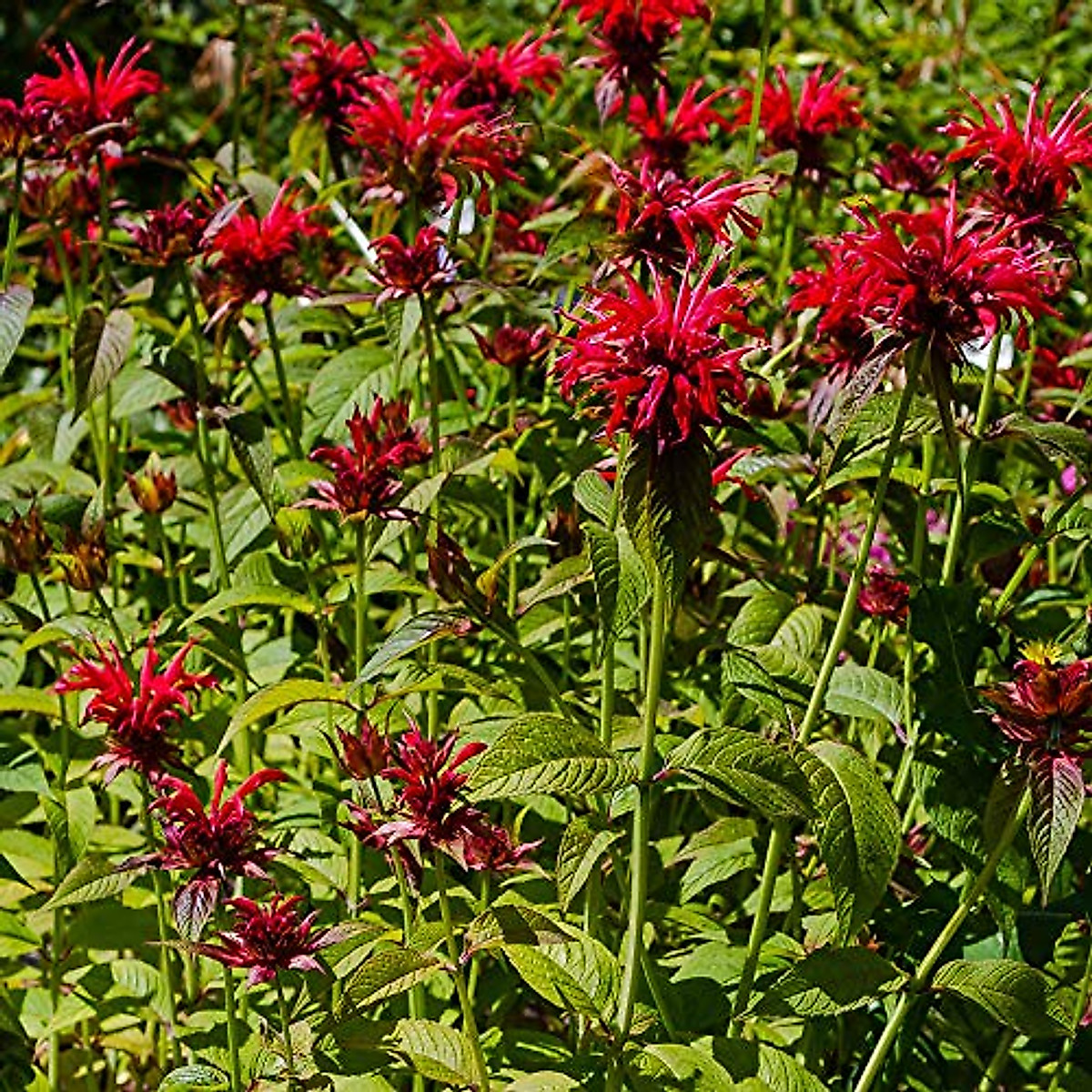 Outsidepride Red Monarda Didyma Bee Balm Flowers for Butterflies, Hummingbirds, & Pollinators - 250 Seeds
