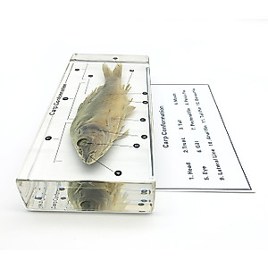Fish Carp Conformation Specimen in Acrylic Block Paperweights Science Classroom Specimens for Science Education
