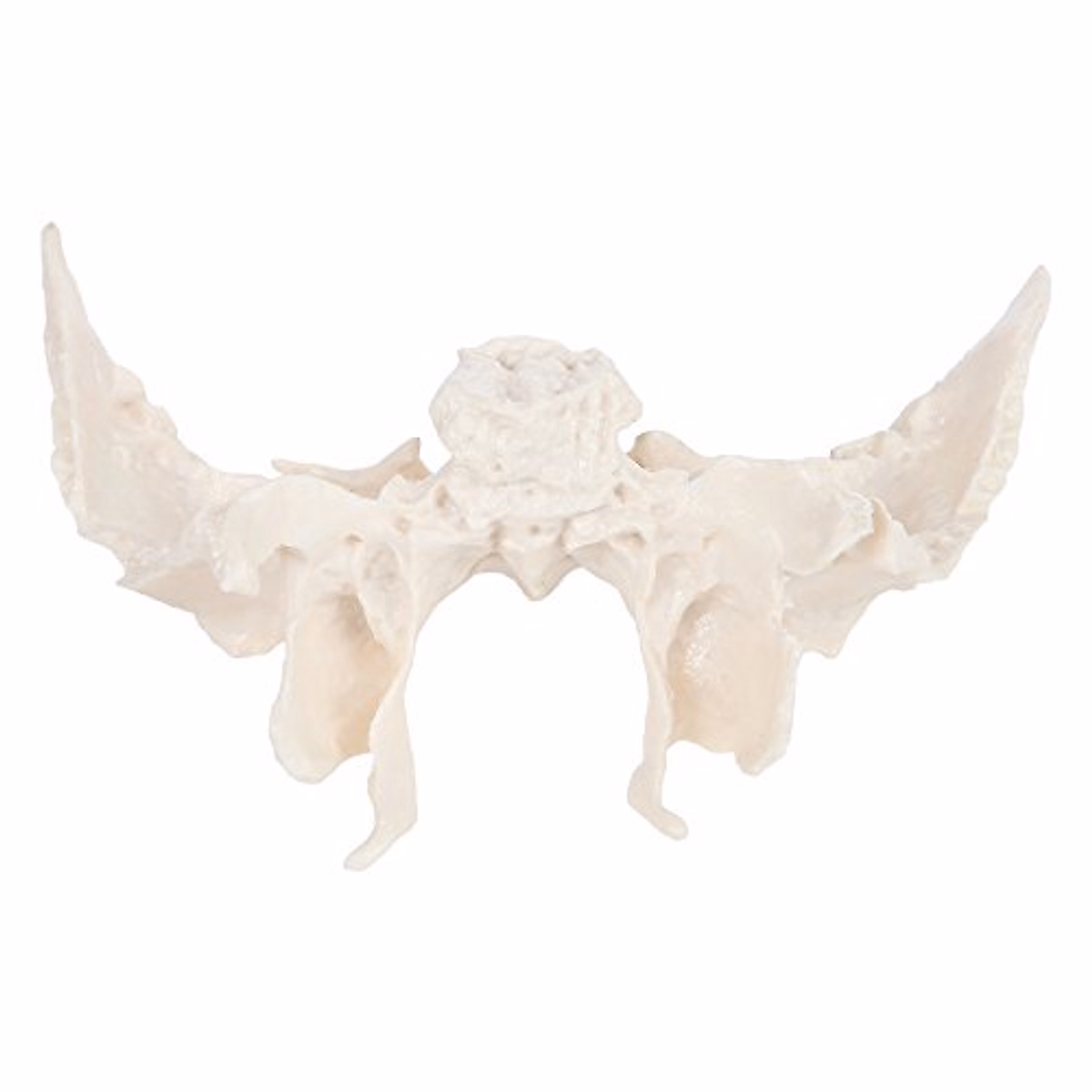 Axis Scientific Human Sphenoid Bone Model | Cast from a Real Human Sphenoid Bone Specimen | Life Size Replica Details All Fissures, Canals, and Processes | Includes Product Manual
