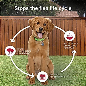 K9 Advantix II Medium Dog Vet-Recommended Flea, Tick & Mosquito Treatment & Prevention | Dogs 11-20 lbs. | 6-Mo Supply