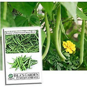 Burpee Stringless Green Bean Seeds for Planting, 50+ Heirloom Seeds Per Packet, (Isla's Garden Seeds), Non GMO Seeds, Botanical Name: Phaseolus vulgaris, 85% Germination Rates, Great Home Garden Gift