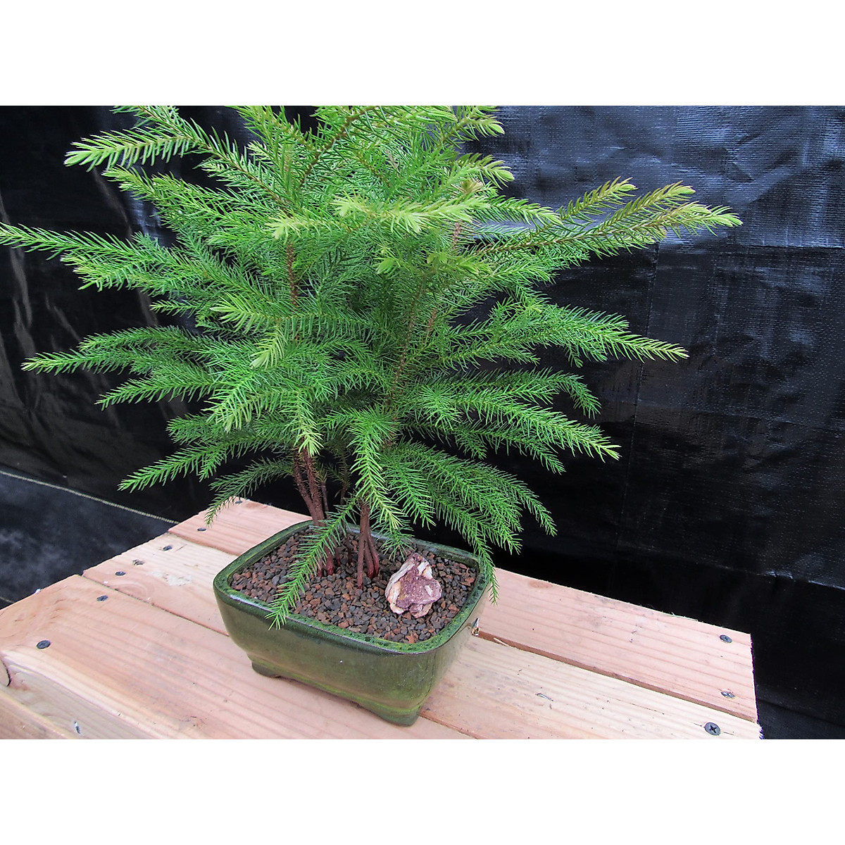 Norfolk Island Pine Bonsai Tree (Medium)
