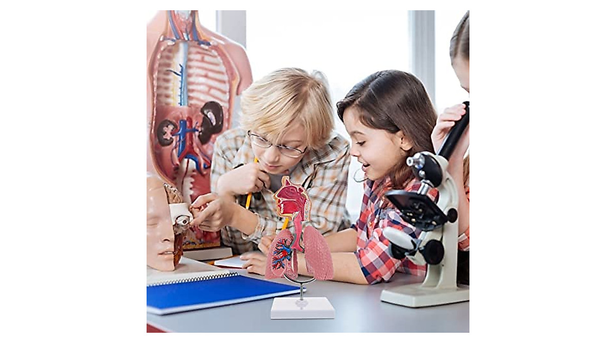 Realistic Respiratory Lung Model for Education & Training