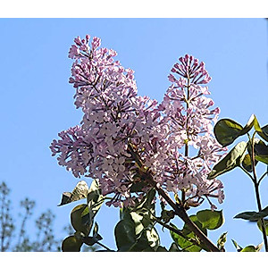50+ Mixed Lilac Tree Seeds Fragrant Flowers Flower Perennial Bush Bonsai Plants