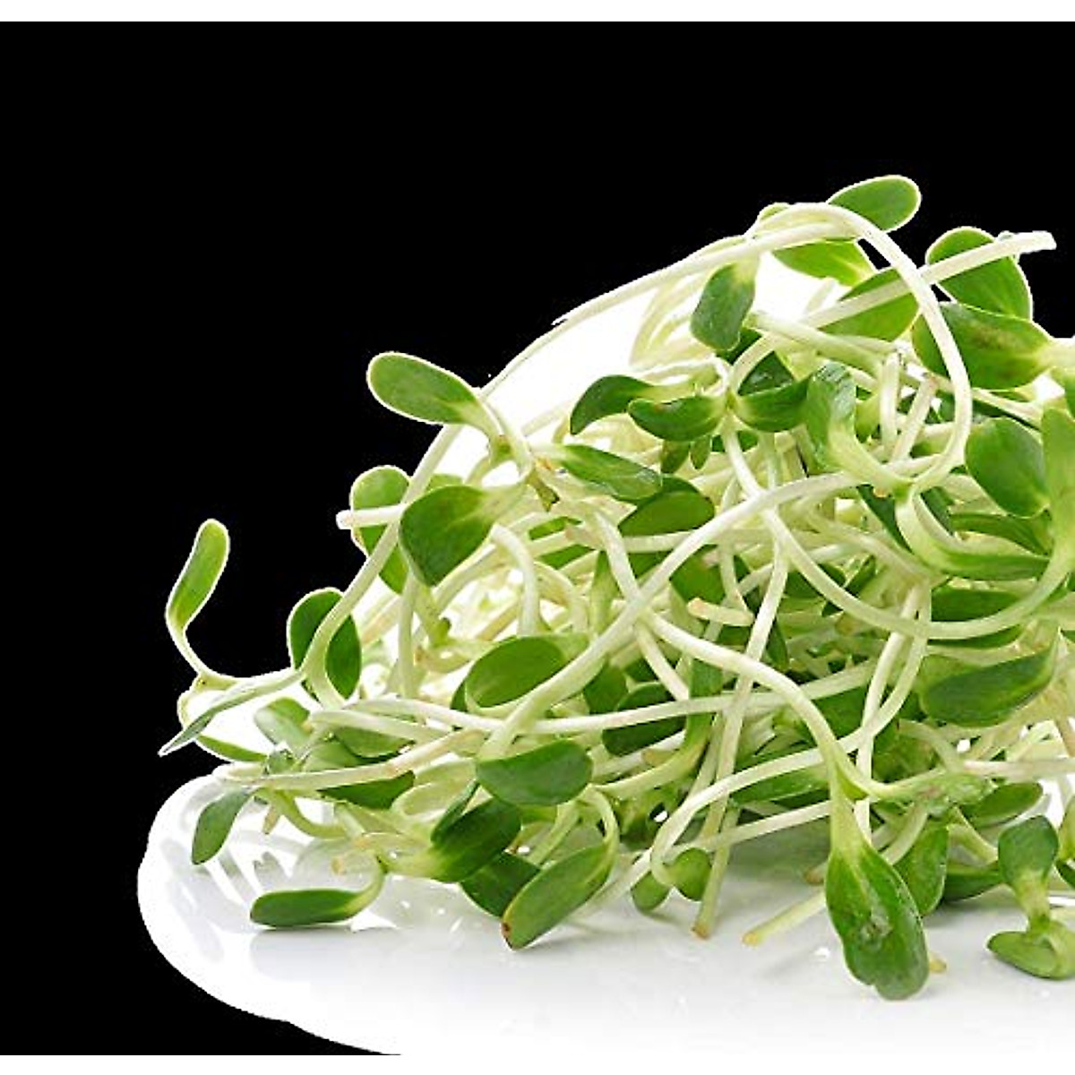 Nature Jims Clover Sprout Seeds – 16 oz Organic Sprouting Seeds – Non-GMO Premium Clover Seeds – Resealable Bag for Longer Freshness – Rich in Vitamins, Minerals, Fiber