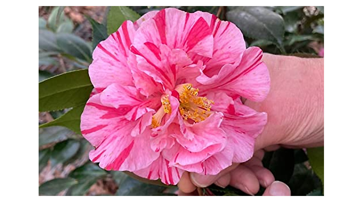 Variegated Camellia Japonica - Rose Pink Garden Plant