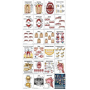 Dental Charts (Flip Chart, Stand up)
