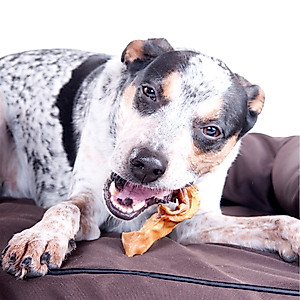 Downtown Pet Supply Pig Ears Strips - Dog Treats Small Dogs - Dog Dental Treats & Rawhide-Free Dog Chews - Promotes Healthy Coat & Skin Care - Rich in Protein, Vitamins & Minerals - 2 lbs