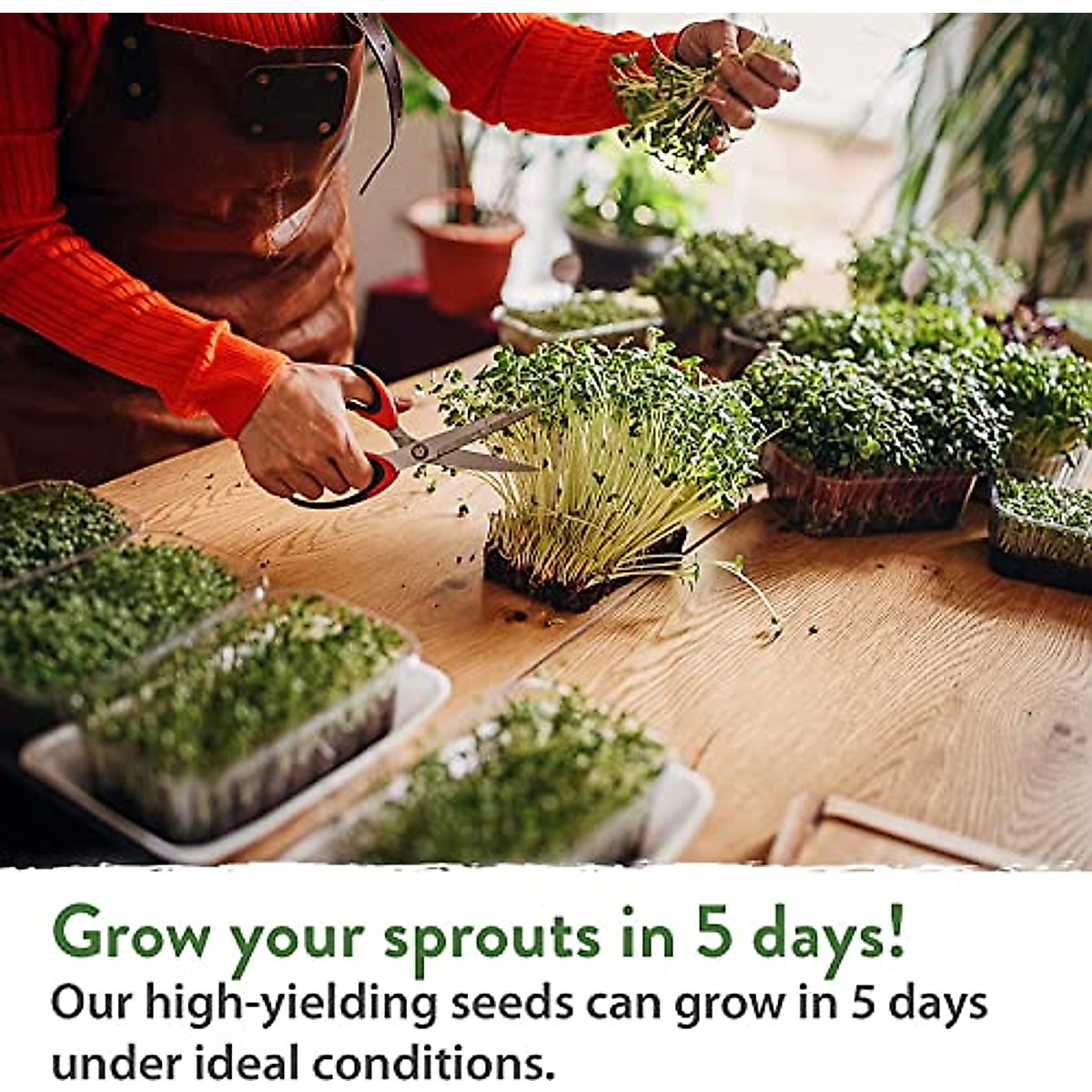 8oz Alfalfa Sprouting Seeds - Alfalfa Sprout Seeds for Indoor or Outdoor Planting - Non-GMO, USA Premium Alfalfa Seeds for Sprouting - Microgreen Seed Sprouts in Resealable Bag for Longer Freshness