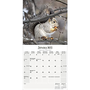 Squirrel Calendar - Cute Animal Calendar - Calendars 2022 - 2023 Wall Calendars - Animal Calendar - Squirrels 16 Month Wall Calendar by Avonside