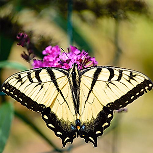 Outsidepride Buddleia Davidii Butterfly Bush Plan Garden Flower Seed Mix - 100 Seeds