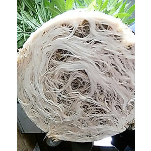 Real Growers Recharge - Soil Microbe Superpack - Natural Plant Growth Stimulant (16oz)