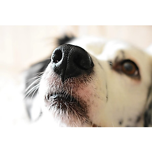 Eye Envy On The Nose Therapy Balm - 100% Natural Dog Product, Soothing Dog Nose Balm, for Cracked Crusty Dog Noses, .5oz