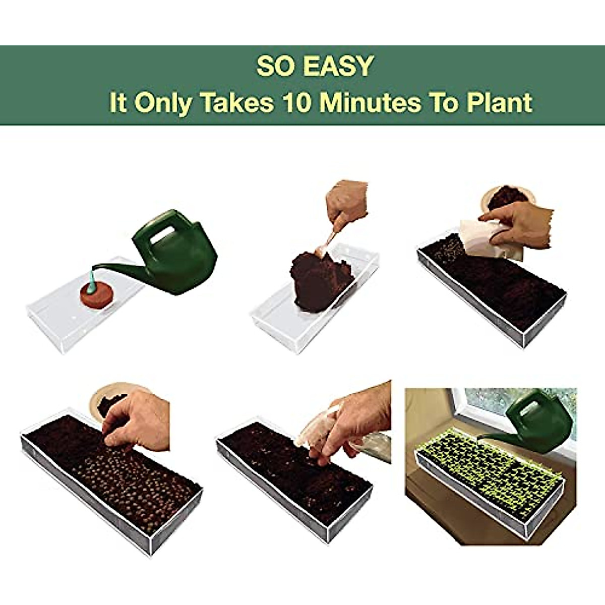 Organic Wheatgrass Growing Kit with Style x 3 – Plant an Amazing Wheat Grass Home Garden, Juice Healthy Shots, Great for Pets, Cats, Dogs. Complete with Stunning Tray and Accessories. (3-Pack)