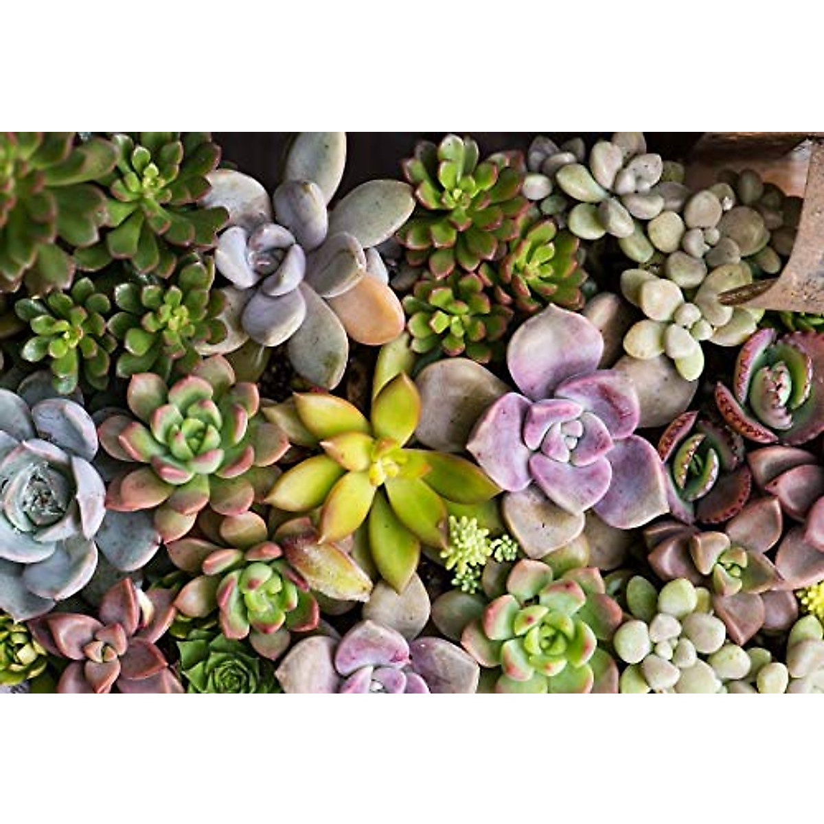 Mixed Color 200pcs Rare Succulents Seeds Garden and Home Bonsai Flower Plant