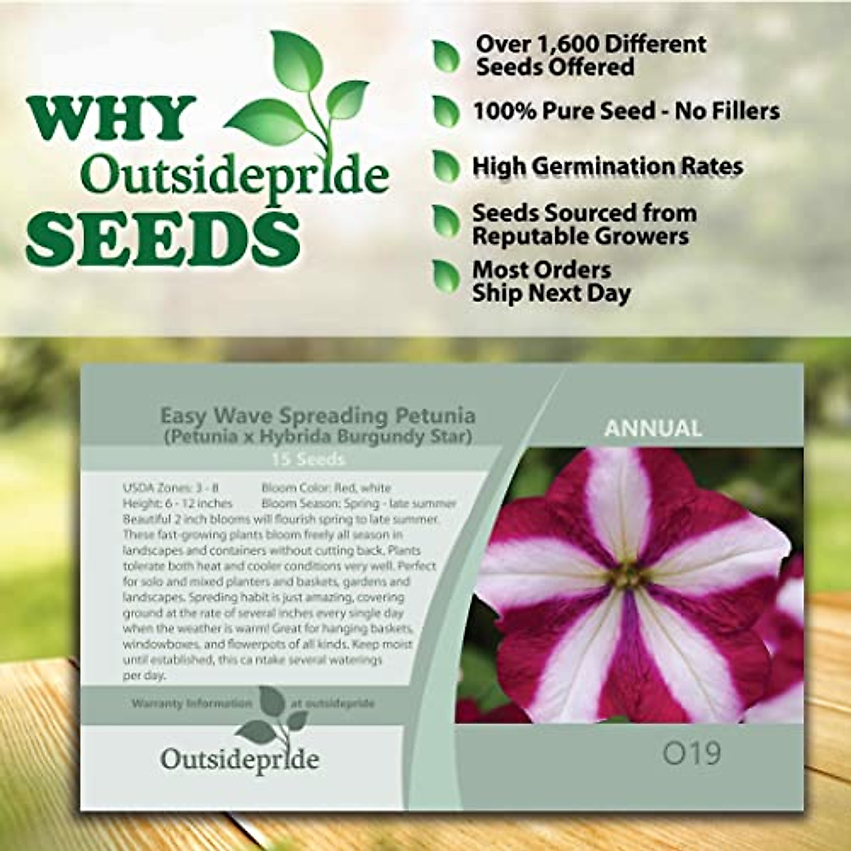 Outsidepride Burgundy Star Easy Wave Petunia Spreading Garden Flowers for Hanging Baskets, Pots, Containers, Beds - 30 Seeds