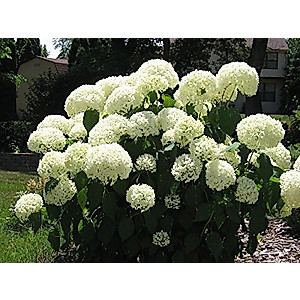 1 Old Fashion Snowball Viburnum (Viburnum opulus roseum)
