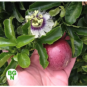 Cold Hardy 'Red Rover' Edible Passiflora Edulis - Edible Purple Passion Flower Fruit Vine - Live Plant