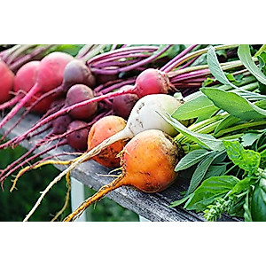 "Rainbow Mix" Beet Seeds for Planting, 50+ Heirloom Seeds Per Packet, Non GMO Seeds, Botanical Name: Beta vulgaris, Great Home Garden Gift