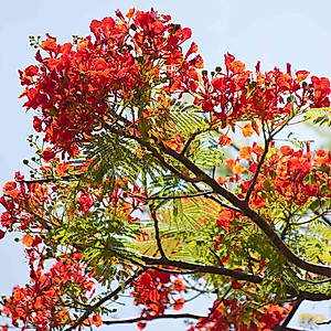 QAUZUY GARDEN 10 Flamboyant (Royal Poinciana) Delonix Regia Flame Tree Seeds, Non-GMO Heirloom Tree Seed, Striking Perennial Exotic Tropical Bonsai Accent Tree