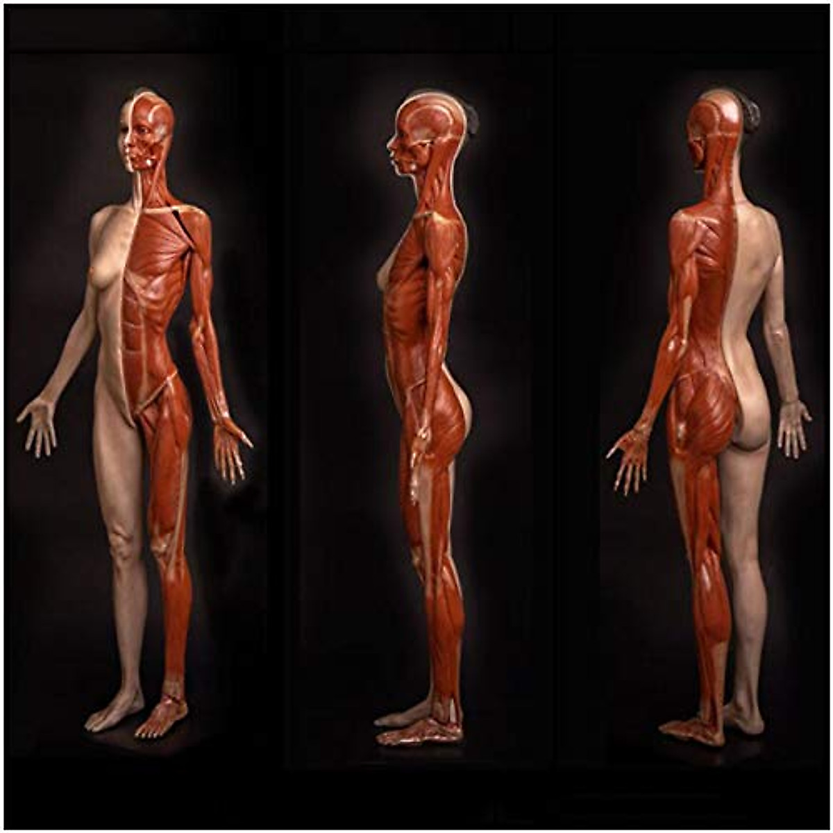 Human Anatomical Muscle Bone and Skin Model - 23.6Inch Female Anatomy Figure Human Body Musculoskeletal Anatomical Model Painting Sculpture Model for Reference Art Teaching Tools