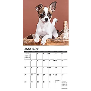 Willow Creek Press Chihuahua Puppies Monthly 2024 Wall Calendar (12" x 12")