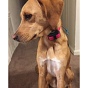 Sparky Pet Co - ECollar Replacement Strap - Bungee Dog Collar - Waterproof - Adjustable - Secure Nexus Wheel Lock - for Electronic Training & Invisible Fence Systems - 3/4" (Black)