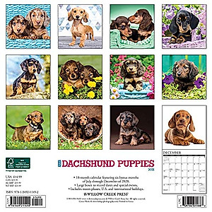Just Dachshund Puppies 2021 Wall Calendar (Dog Breed Calendar)