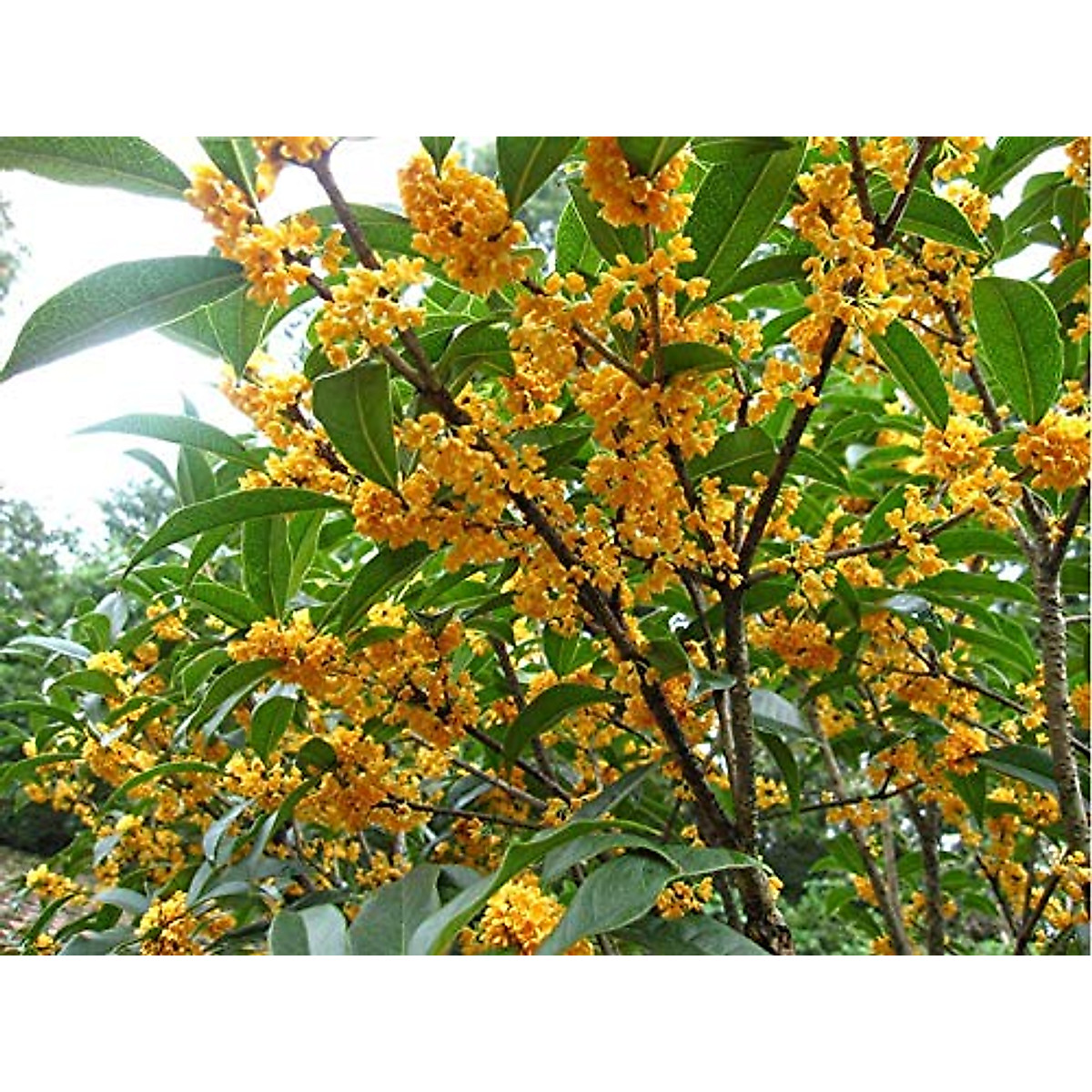 15+ Mixed Osmanthus Flower Seeds Yellow Orange Perennial Tree Shrub Bonsai Fragrant Osmanthus fragrans