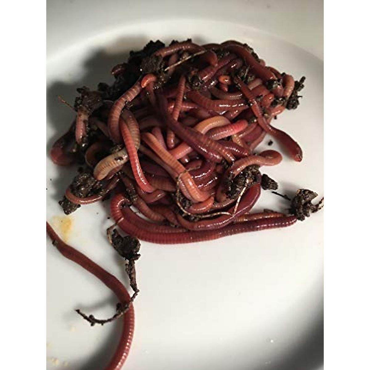 Red Wiggler Composting Worms - 1 Pound