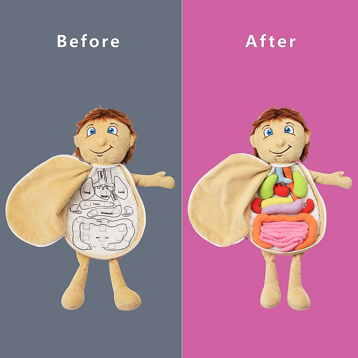 Organ Toy for Kids, Human Body Anatomy Awareness Teaching Tools, Preschool Educational Organ Plush Toys, Science Learning Kits for Home School Teaching Aids (Organ Toys)